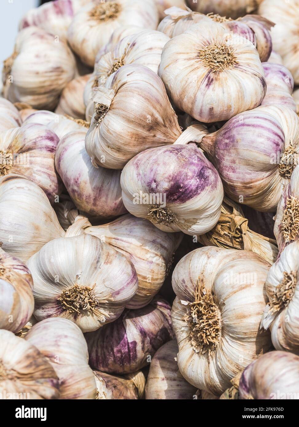 Closeup of ripe garlic, vertical stock photo Stock Photo - Alamy