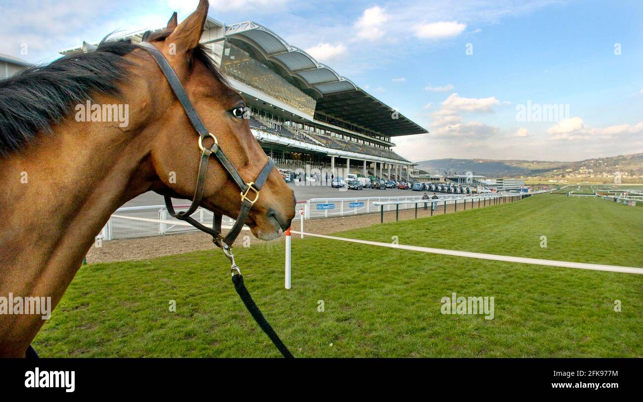 CHELTENHAM GETTING READY 14/3/2005 ESSEX FROM TRAINER MIKE O'BRIAN WHO ...