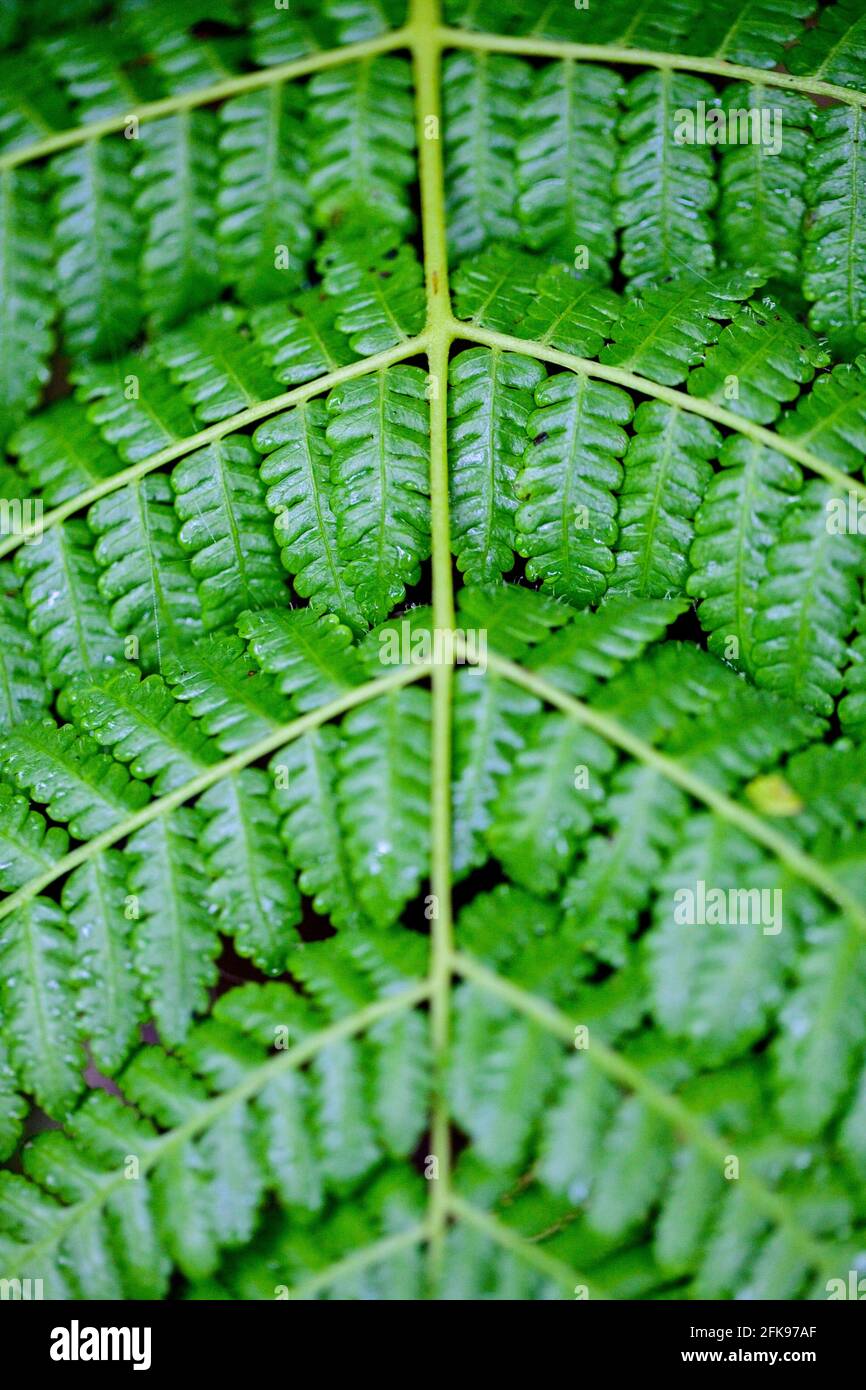 Symmetry in nature hi-res stock photography and images - Alamy