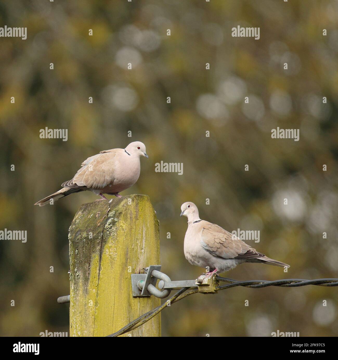 Breeding pair collared doves hi-res stock photography and images - Alamy