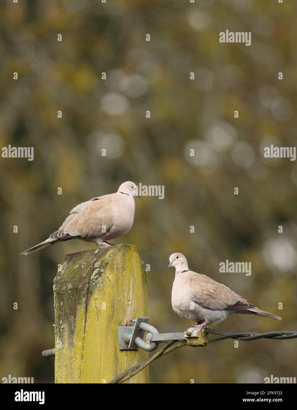 Breeding pair collared doves hi-res stock photography and images - Alamy