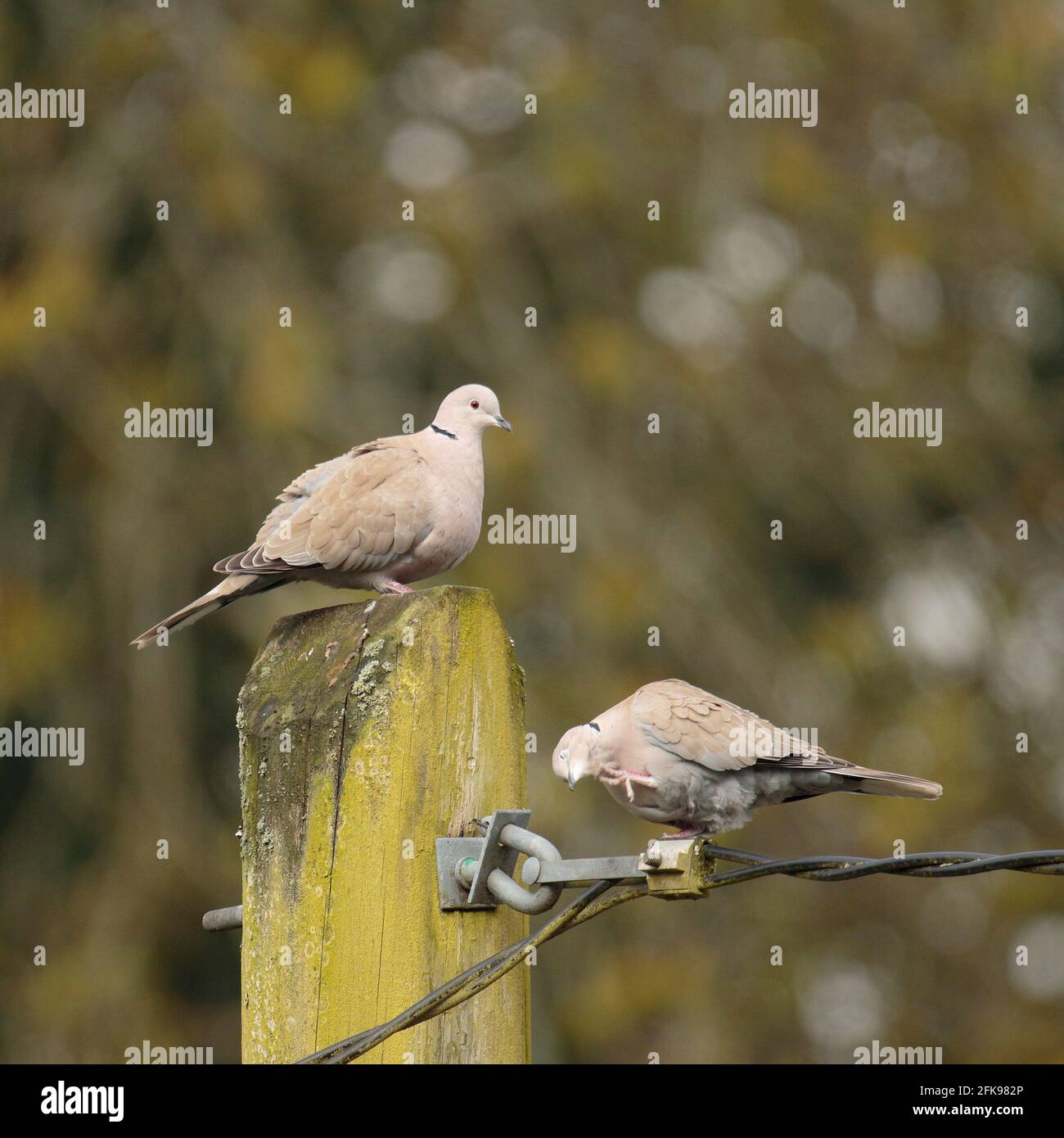 Photographing collared doves hi-res stock photography and images - Alamy