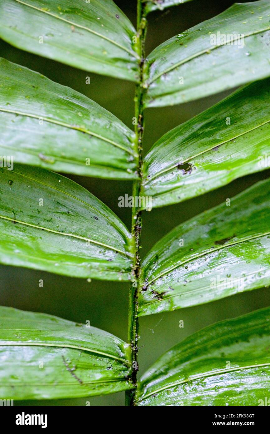 Abstract patterns in nature hi-res stock photography and images - Alamy