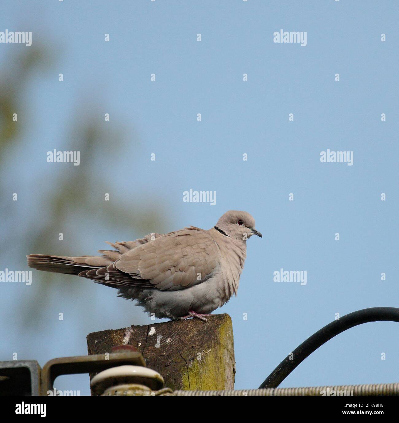 Red collared doves hi-res stock photography and images - Alamy