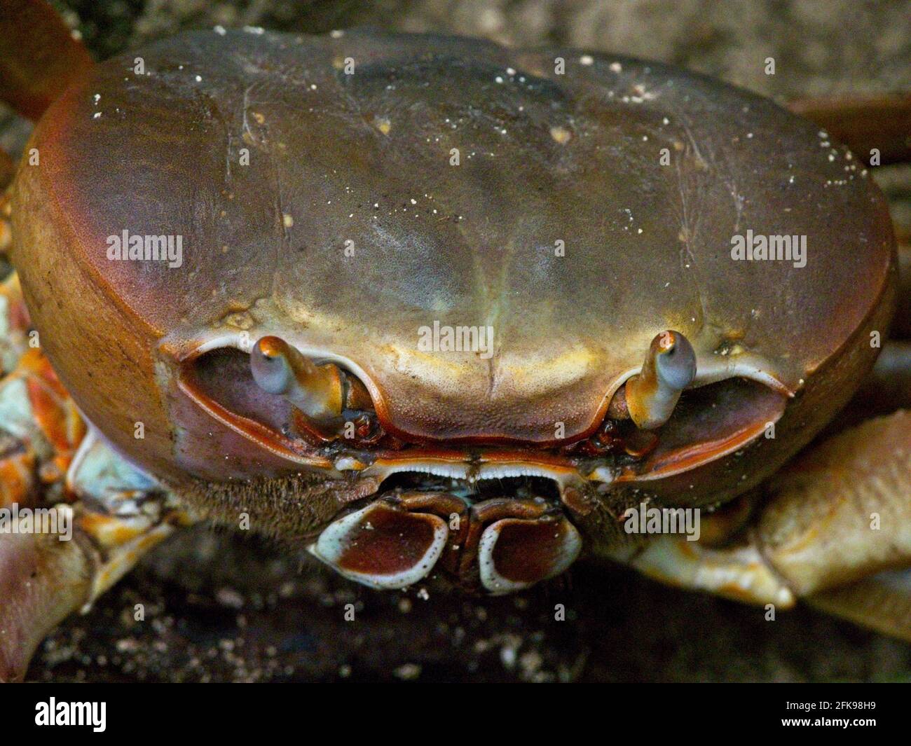 Head shot of Spider Crab (Neosarmatium meinerti) with eyes, Curieuse ...