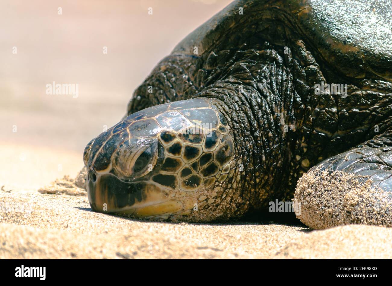 Sea Turtle Resting on Sandy Beach Stock Photo - Alamy