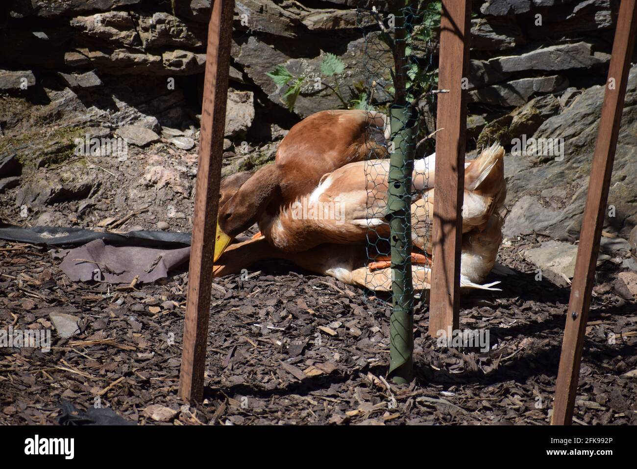 Buff orpington duck hi-res stock photography and images - Alamy