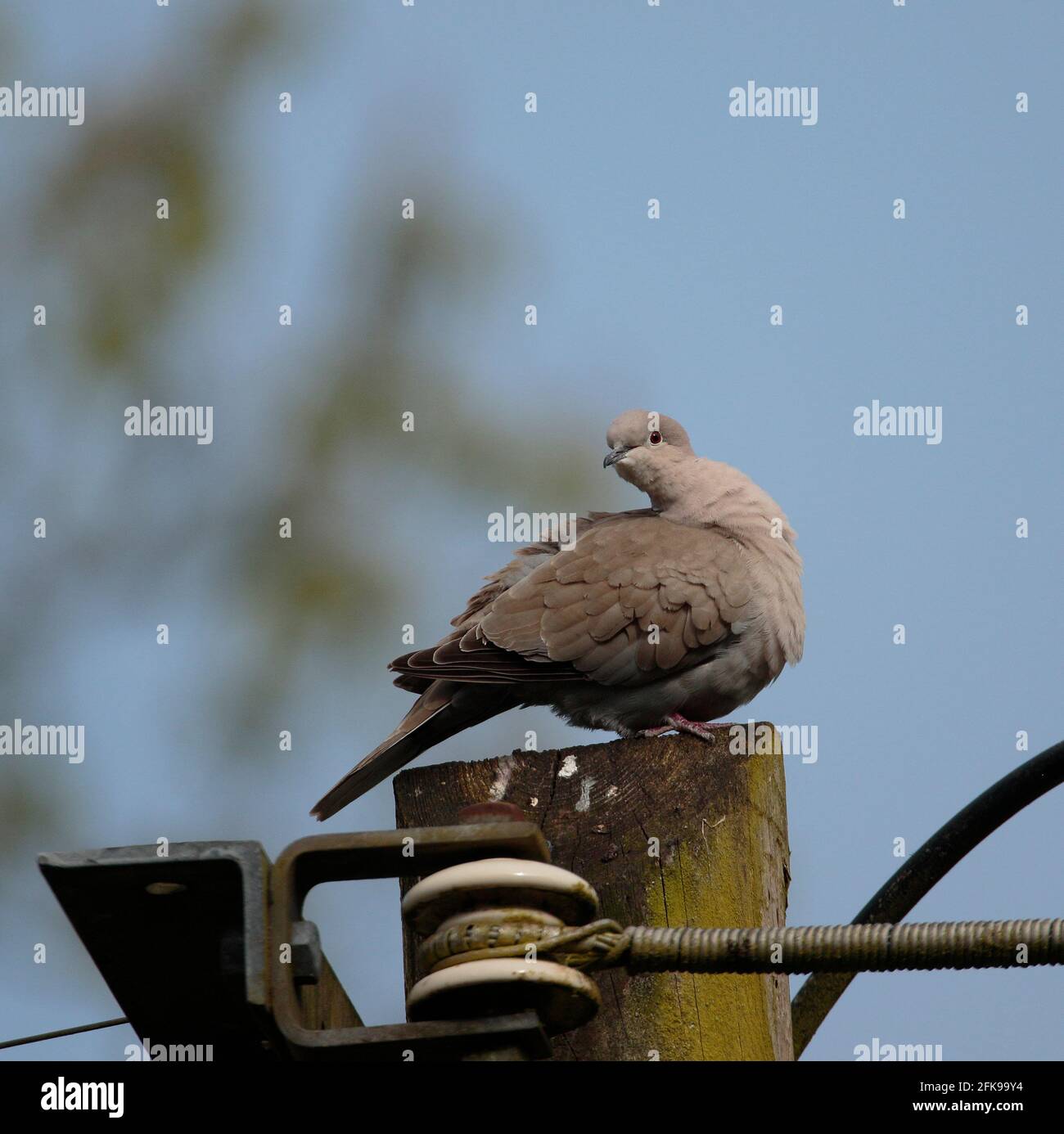 Photographing doves hi-res stock photography and images - Alamy