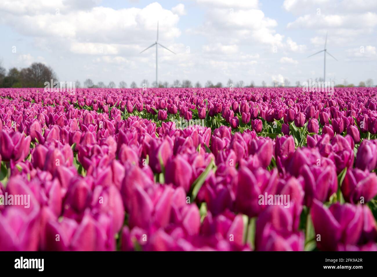 Tulips field in Meerdonk, Belgium Stock Photo - Alamy