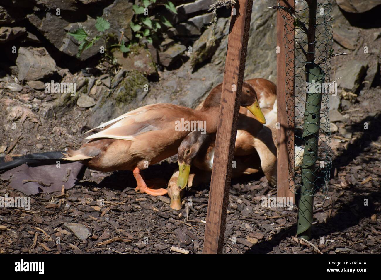 Orpington duck hi-res stock photography and images - Alamy