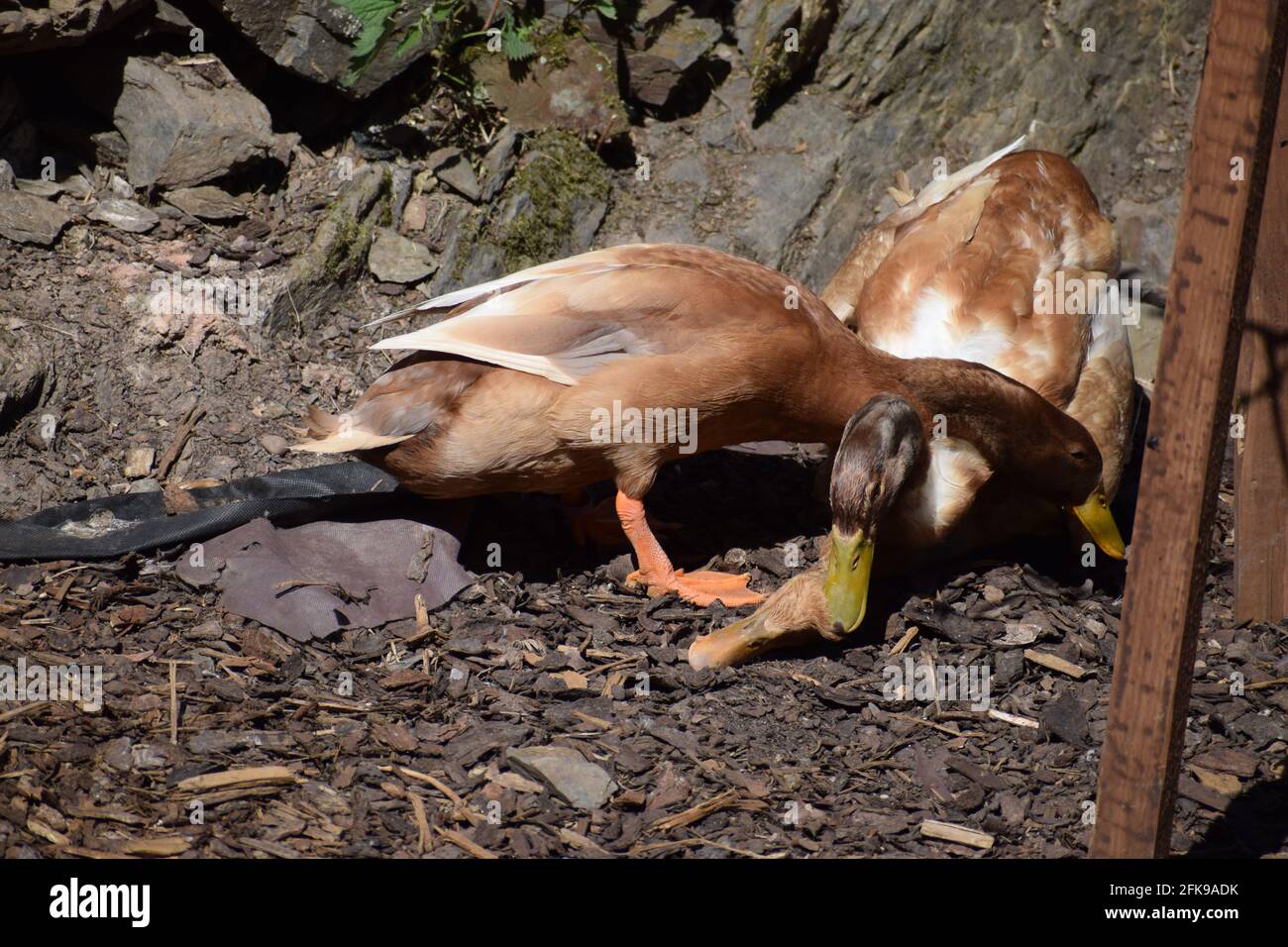 Buff orpington duck hi-res stock photography and images - Alamy