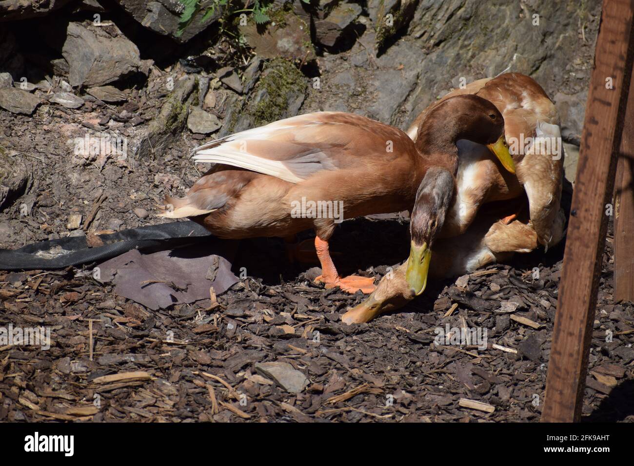 Orpington duck hi-res stock photography and images - Alamy