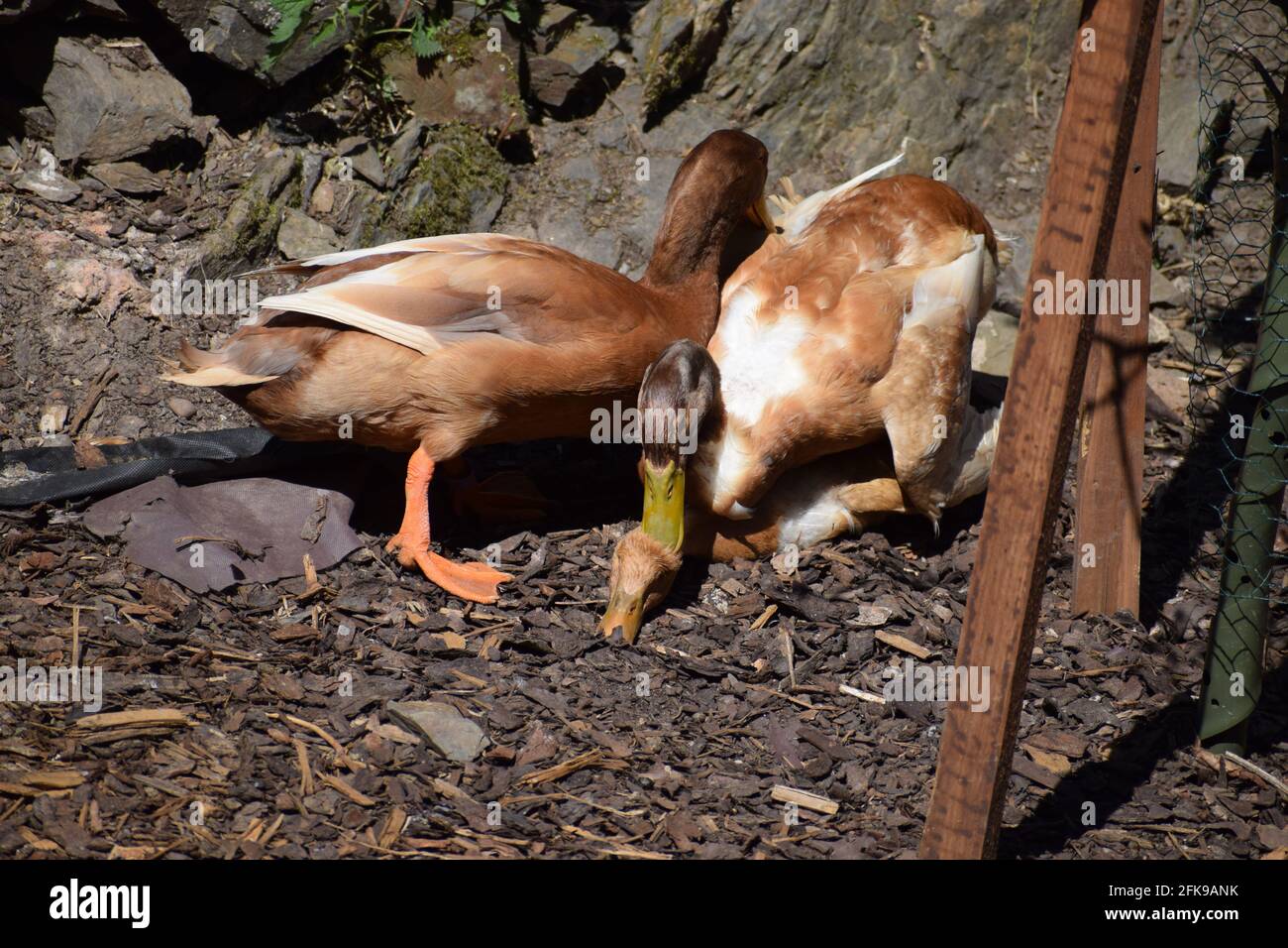 Orpington duck hi-res stock photography and images - Alamy