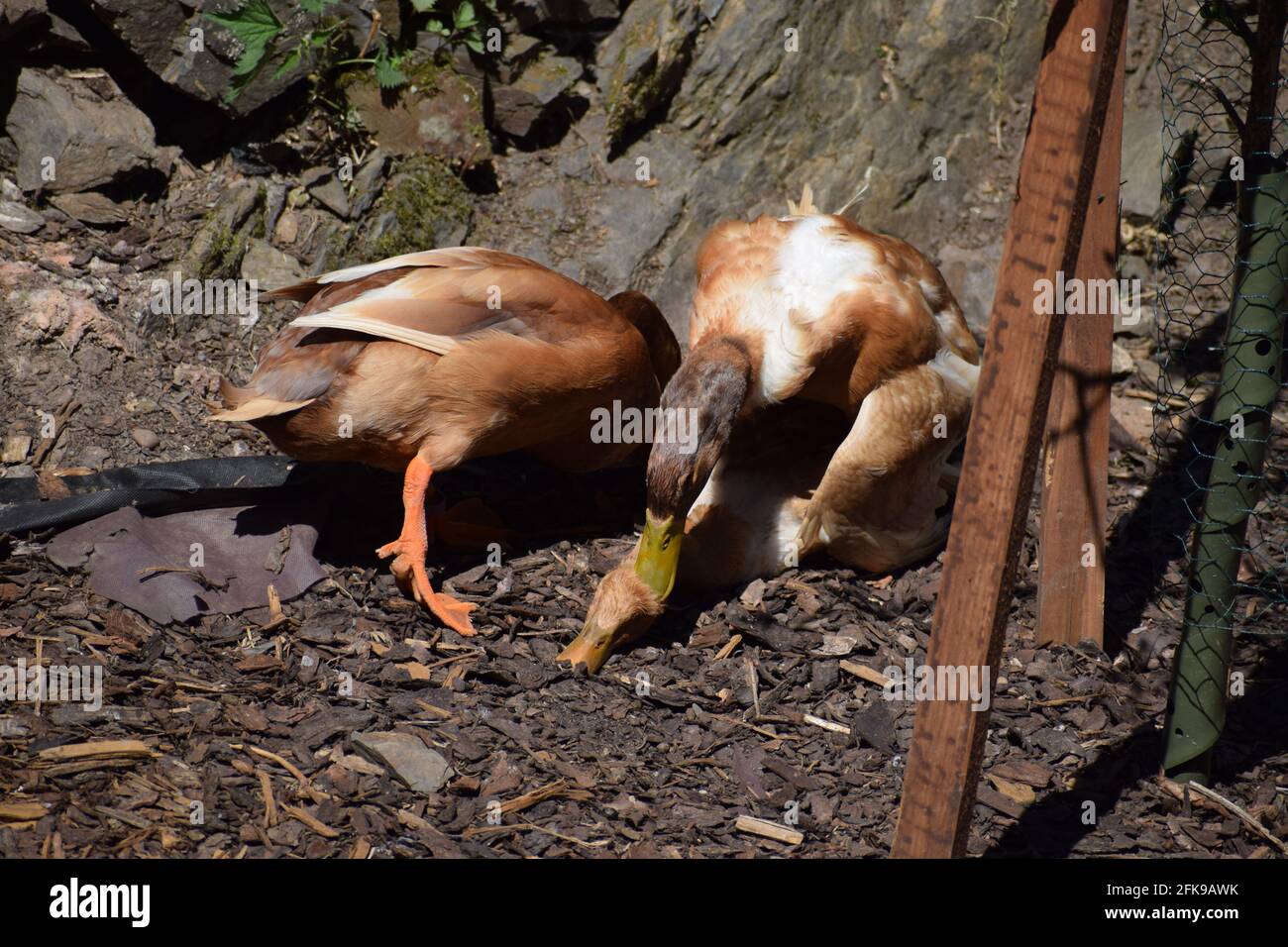 Orpington duck hi-res stock photography and images - Alamy