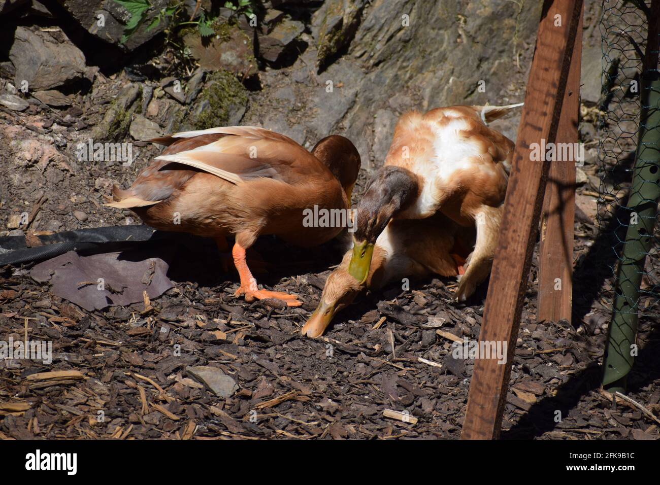 Orpington duck hi-res stock photography and images - Alamy