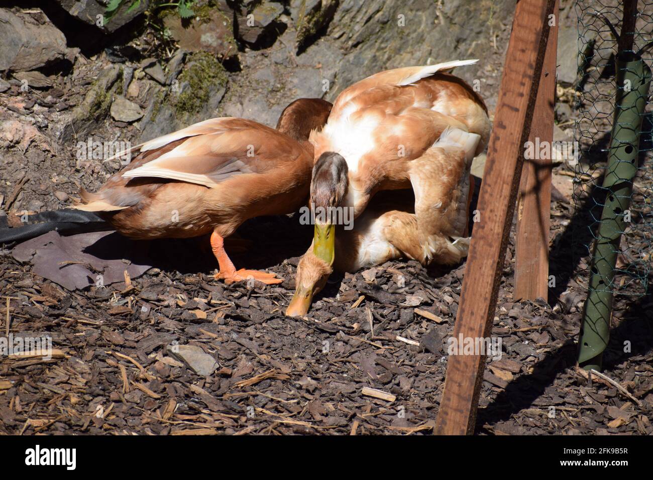 Orpington duck hi-res stock photography and images - Alamy