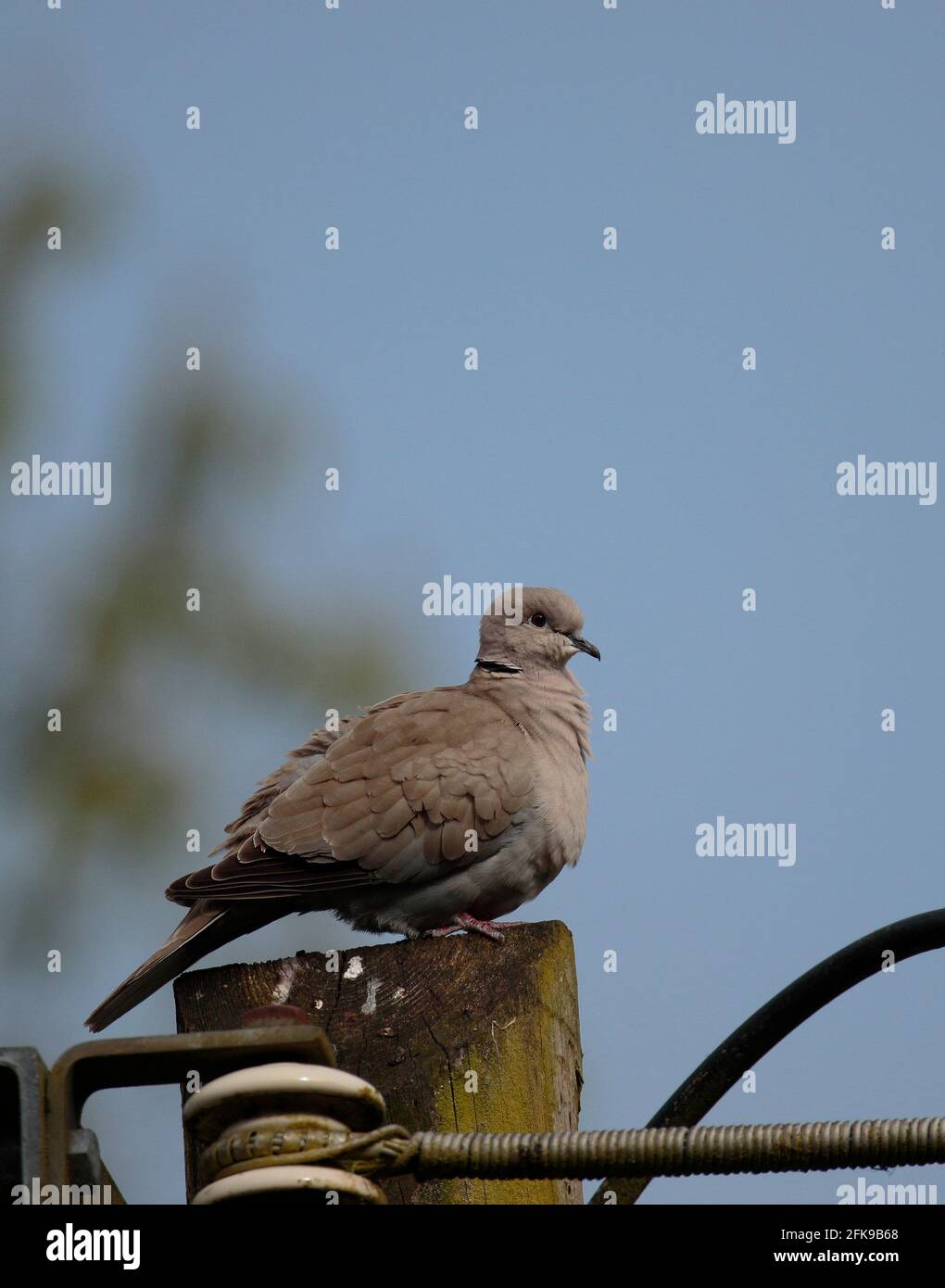Photographing doves hi-res stock photography and images - Alamy