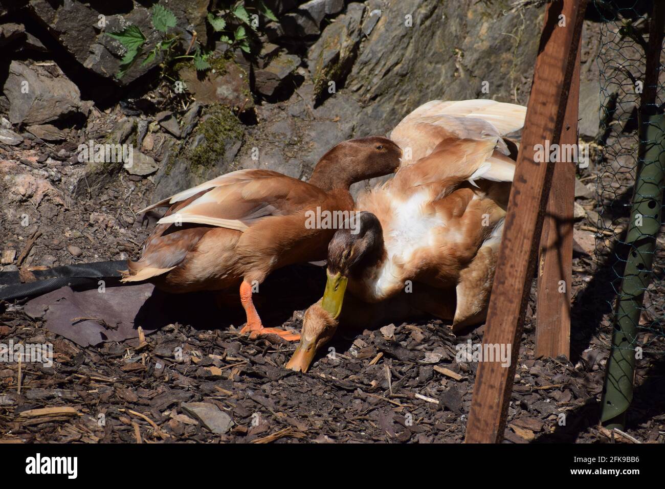 Orpington duck hi-res stock photography and images - Alamy