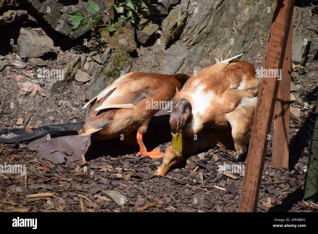 Orpington duck hi-res stock photography and images - Alamy