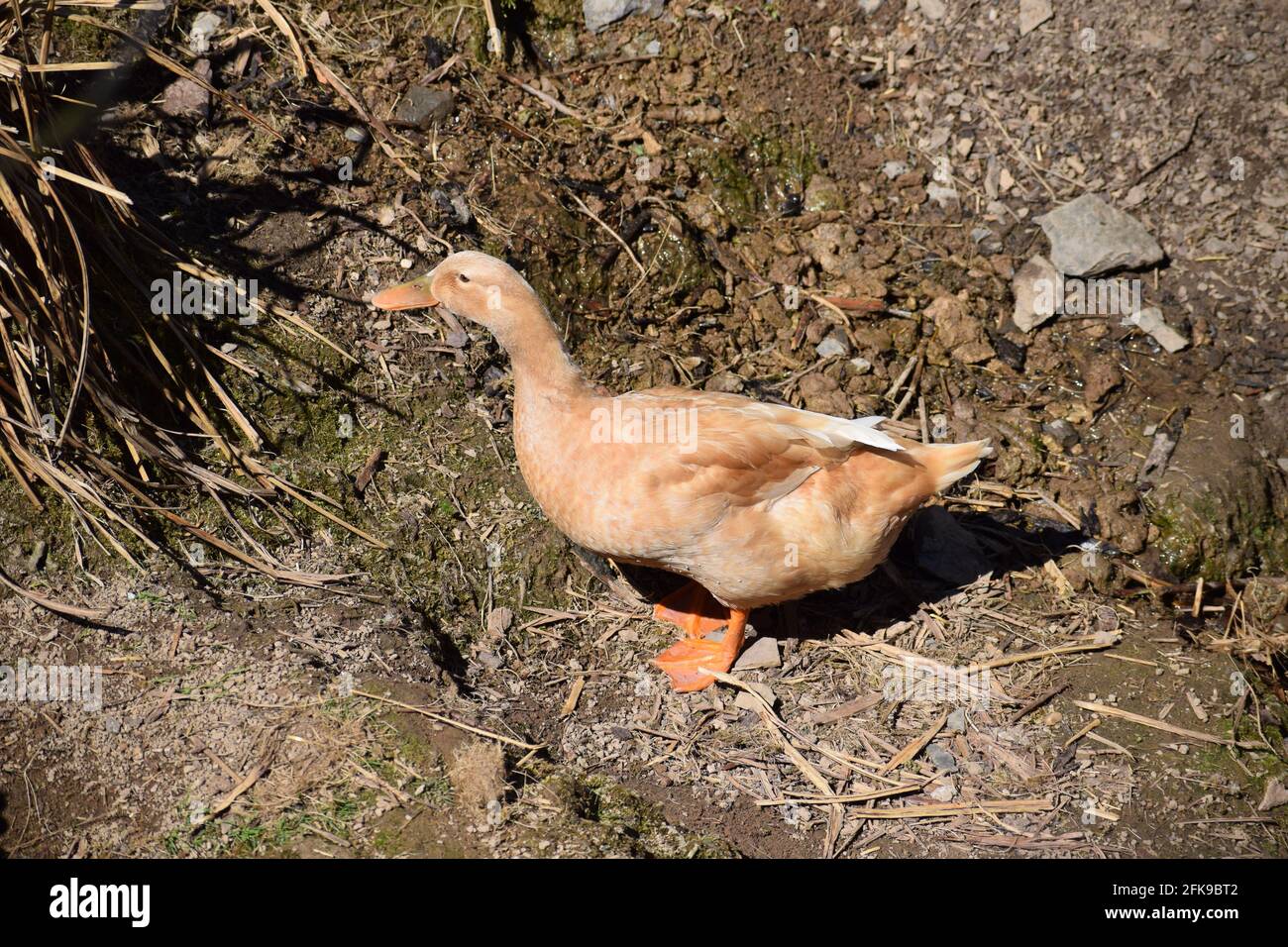 Orpington duck hen Stock Photo - Alamy