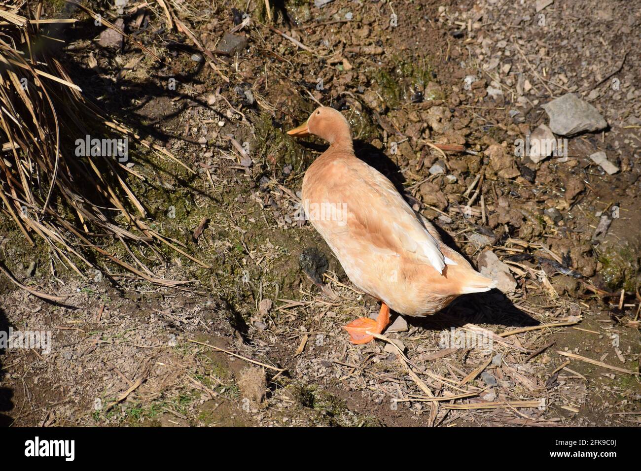 Orpington duck hen Stock Photo - Alamy