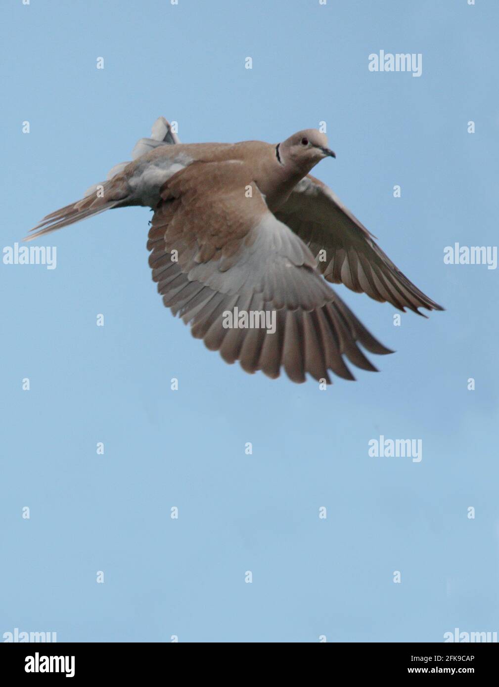 Red collared doves hi-res stock photography and images - Alamy