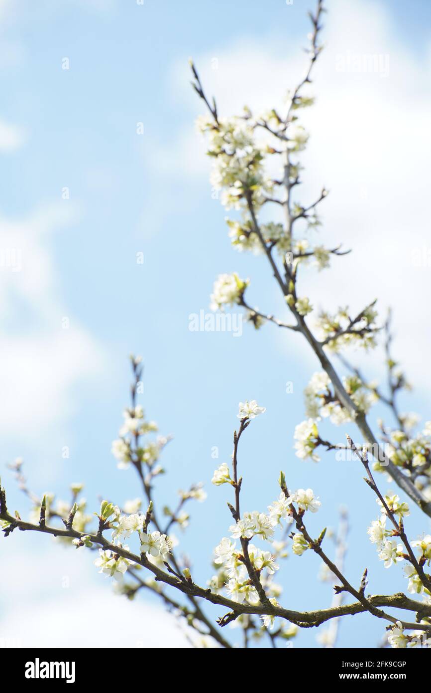 Branches of plum tree with white small blossom with clouds and blue sky ...