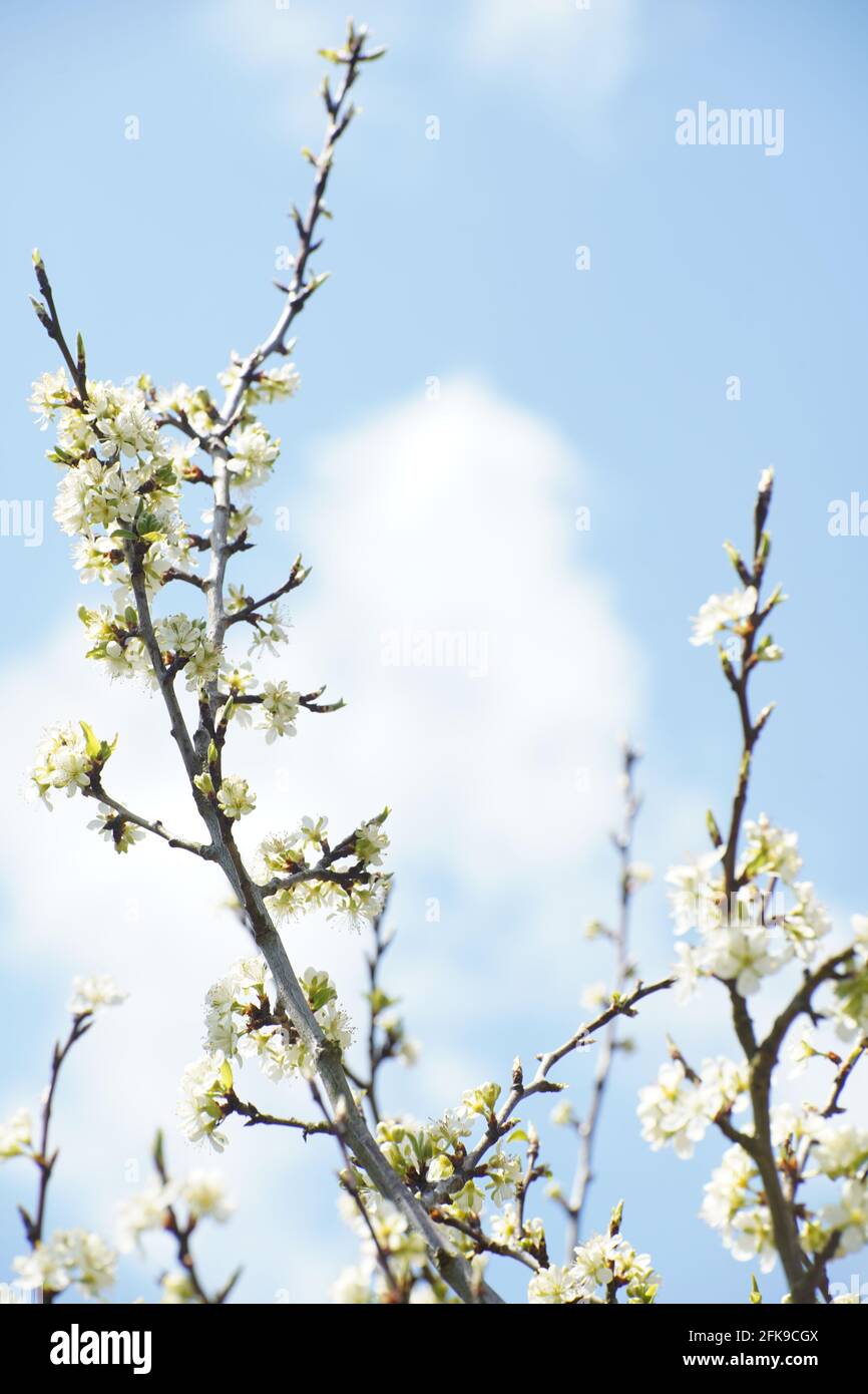 Branches of plum tree with white small blossom with clouds and blue sky ...