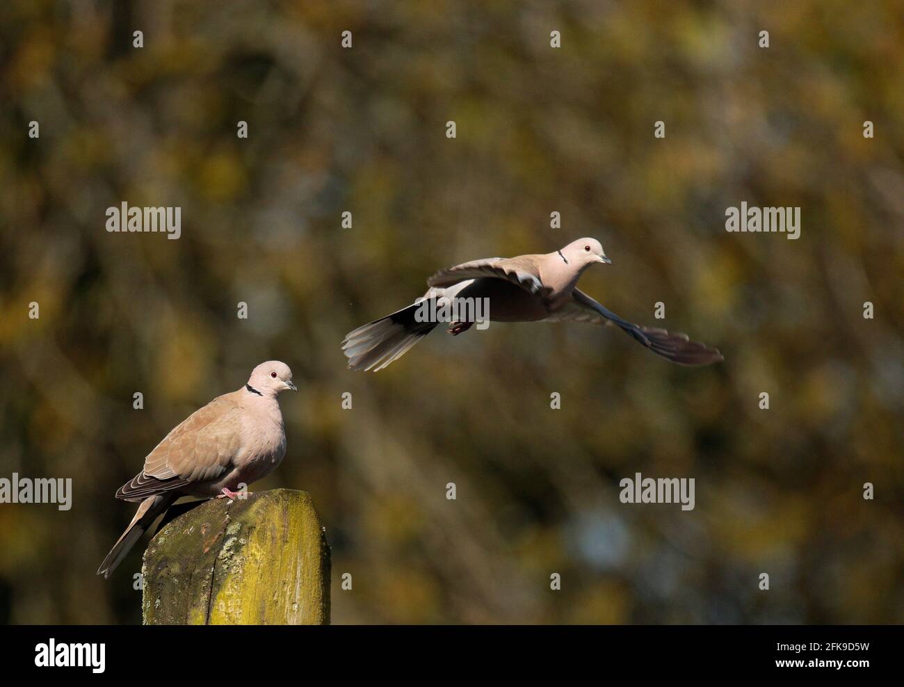 Red collared doves hi-res stock photography and images - Alamy
