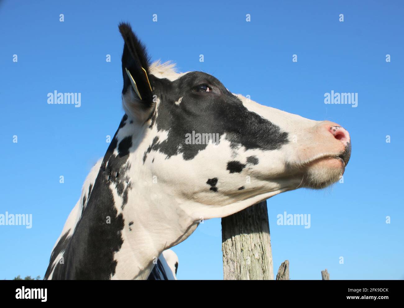 Cow funny look hi-res stock photography and images - Alamy