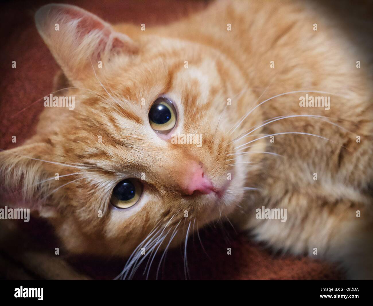 Portrait of an adult red cat, close-up. A cat with an expressive look ...
