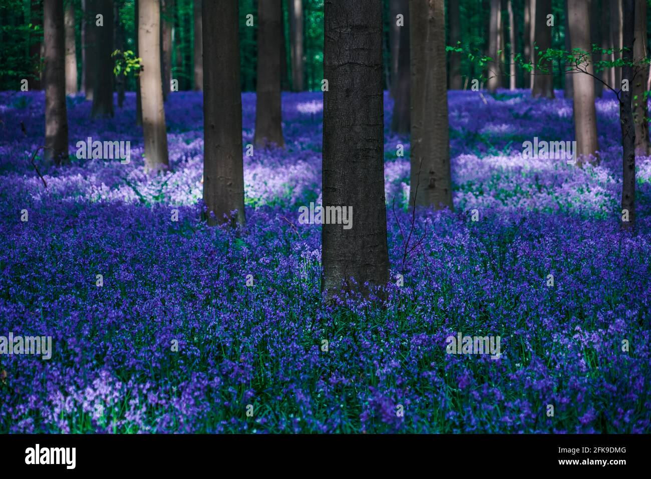 Carpet of bluebell flowers during springtime in the 'Hallerbos' in ...