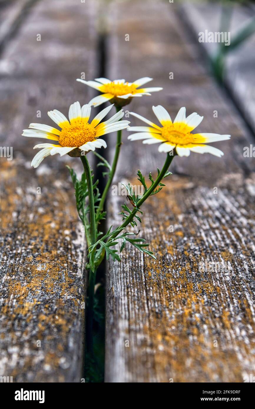 Wildflower wood boards hi-res stock photography and images - Alamy