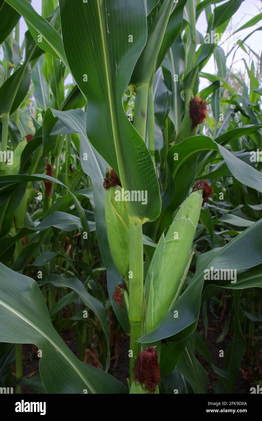 Corn cobs on stalks. Young agricultural plants in summer. Ripening ...