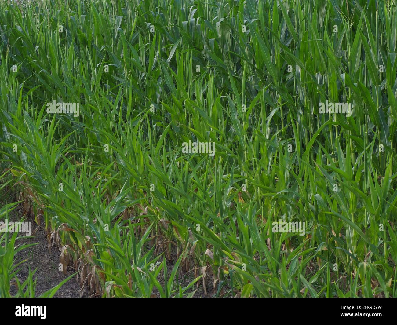 Corn plants grow in rows in the field. Agricultural plants, landscape ...