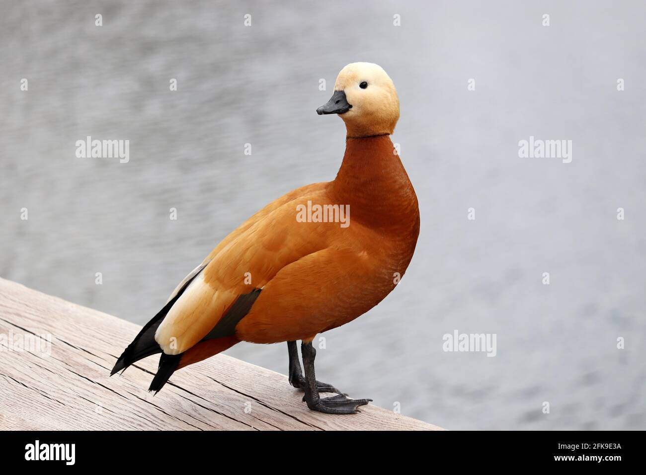 Sheldrake park hi-res stock photography and images - Alamy