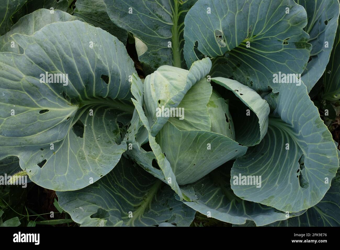 Cabbage heads, close up. Full Frame Shot Of Fresh Cabbage Stock Photo ...