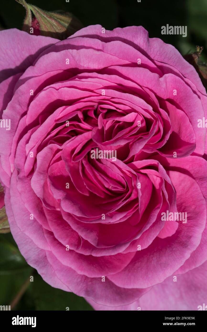 Light pink ruffles hi-res stock photography and images - Alamy
