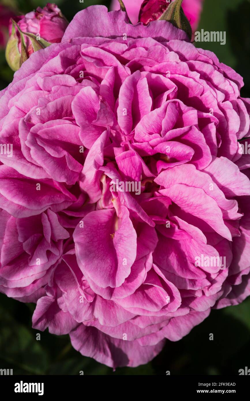 Light pink ruffles hi-res stock photography and images - Alamy