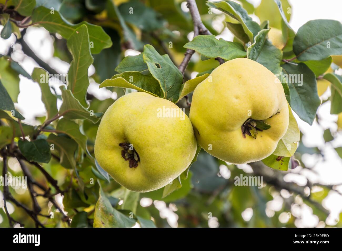 Old quince tree hi-res stock photography and images - Alamy