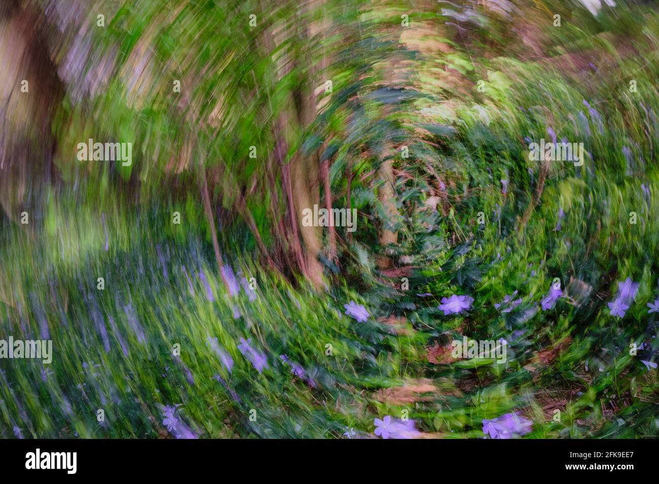 Swirling vortex of periwinkle flowers and leaves draws viewers into a ...