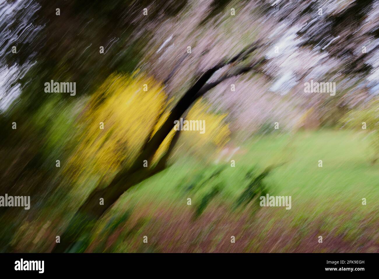 Using ICM (Intentional Camera Movement) a diagonally slanted tree seems ...