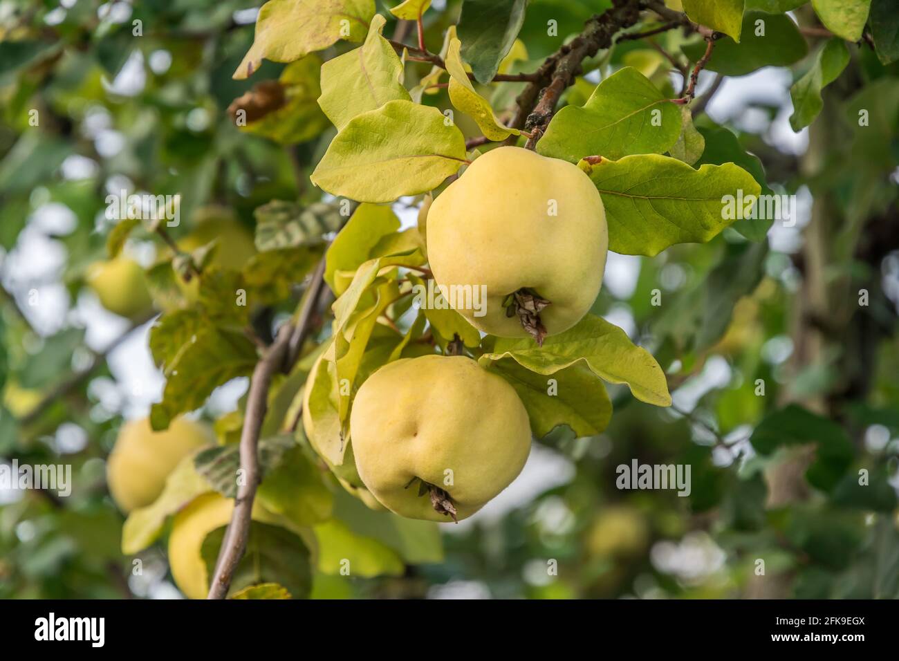 Quince fruit tree hi-res stock photography and images - Alamy