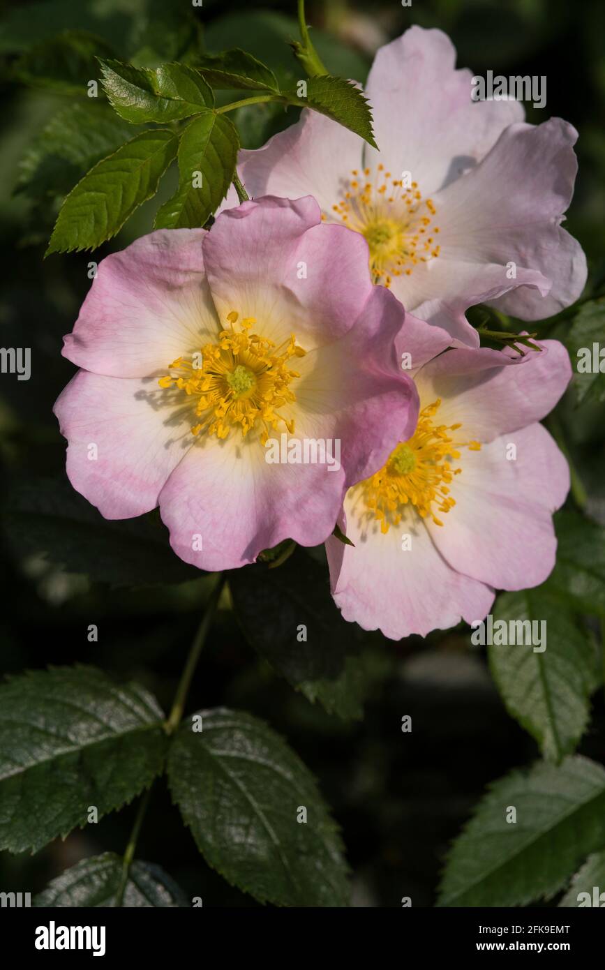 Pale pink bright roses hi-res stock photography and images - Alamy
