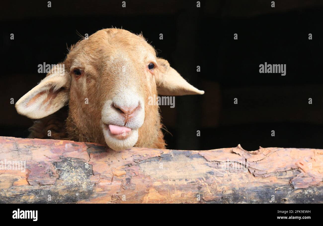 portrait of a funny lamb on rural farm Stock Photo - Alamy