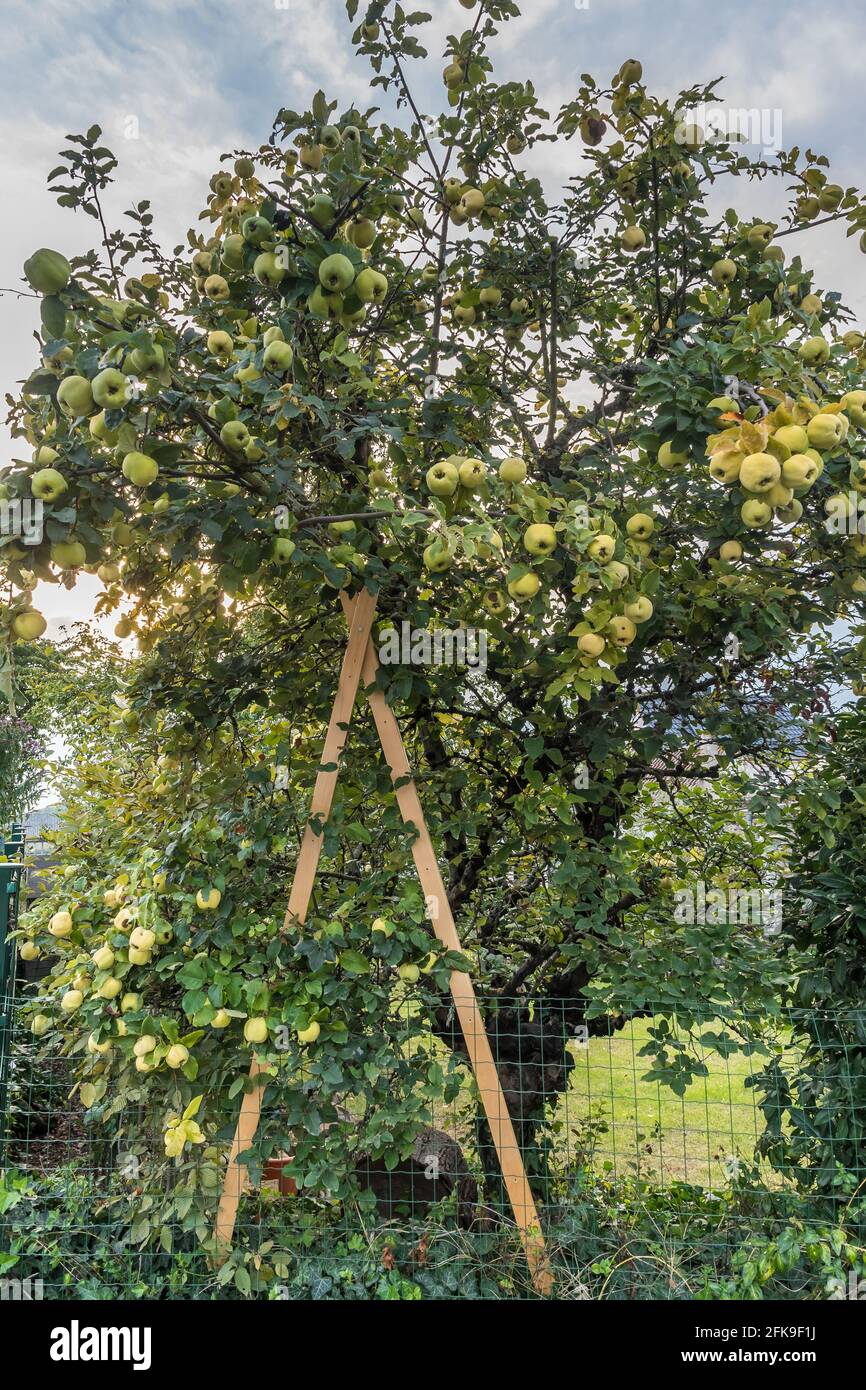Quince fruit tree hi-res stock photography and images - Alamy