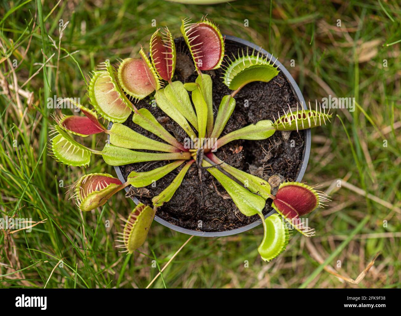Venus flytrap, also known as Dionaea muscipula Stock Photo - Alamy