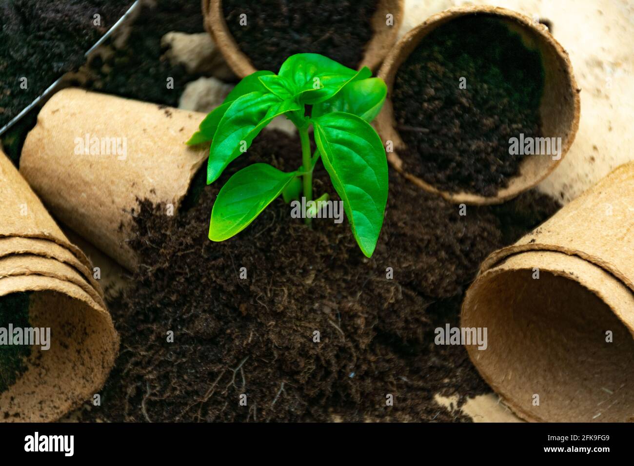 Basil plant root hi-res stock photography and images - Alamy