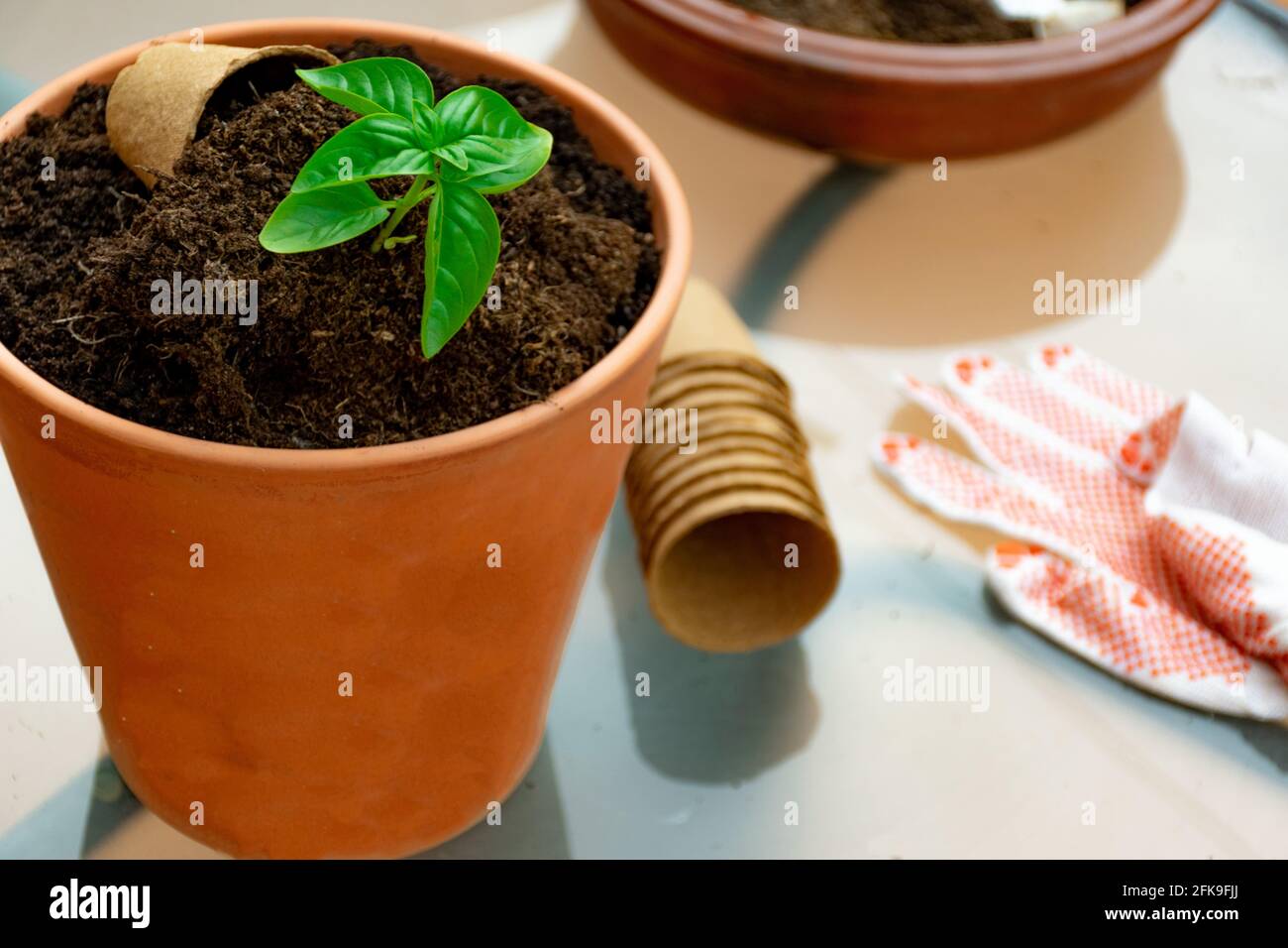small potted basil plant on the table with work gloves and organic pots ...