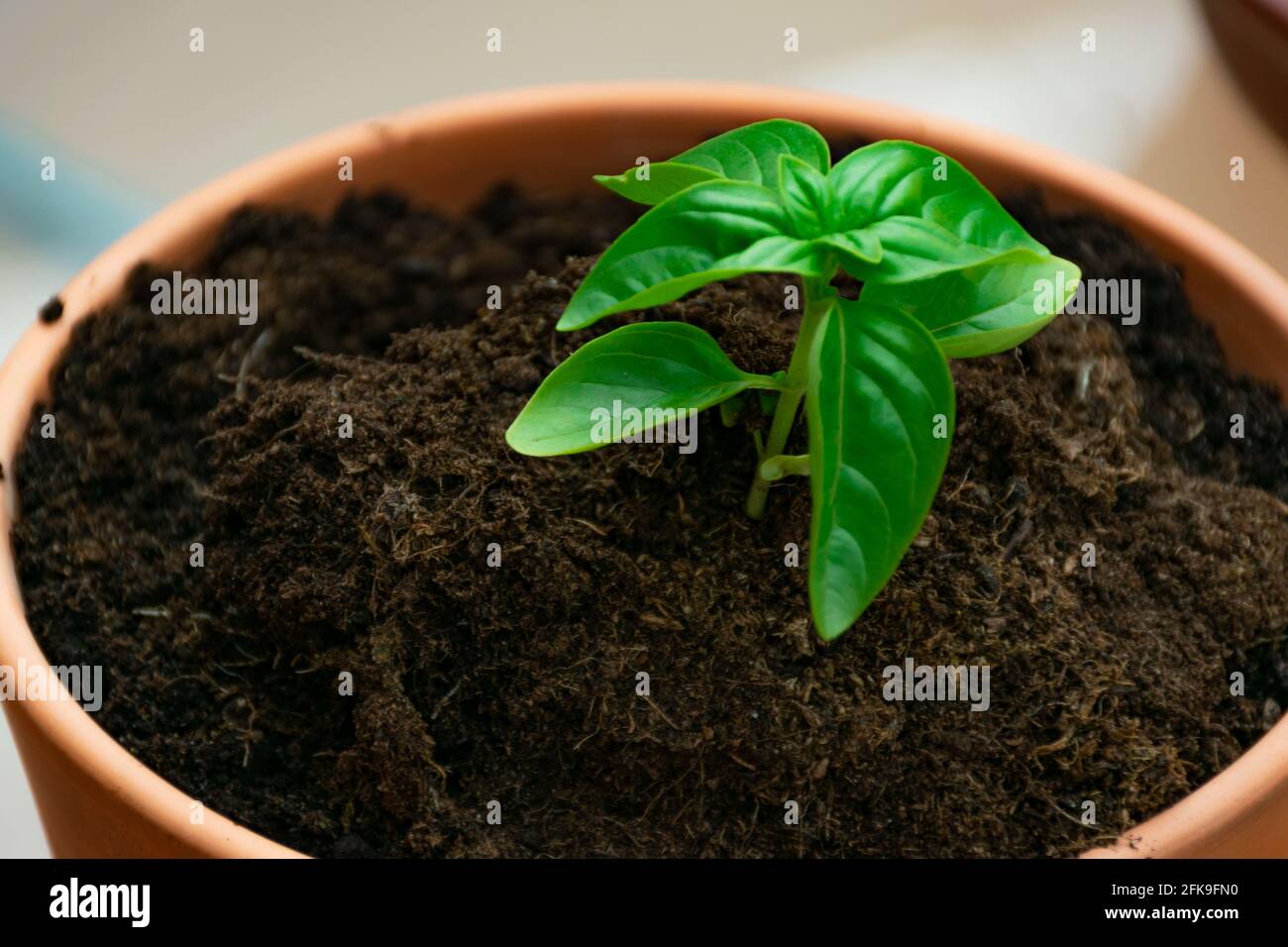 small potted basil plant top view Stock Photo - Alamy